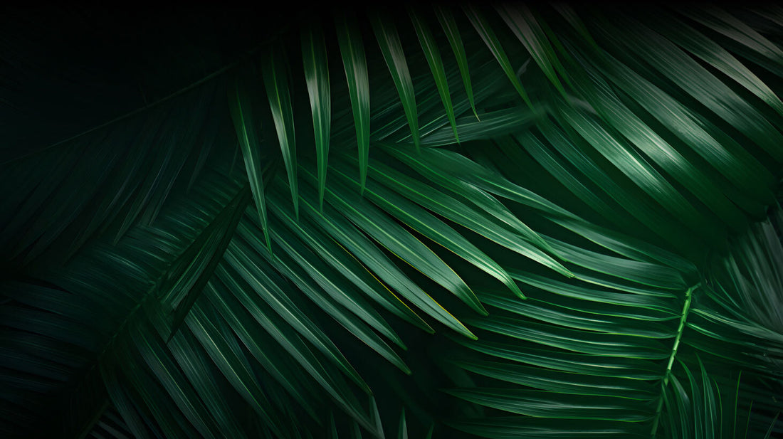 Misula Cosmetics Advanced Mediterranean Pro-Ageing Solutions – Mìsula